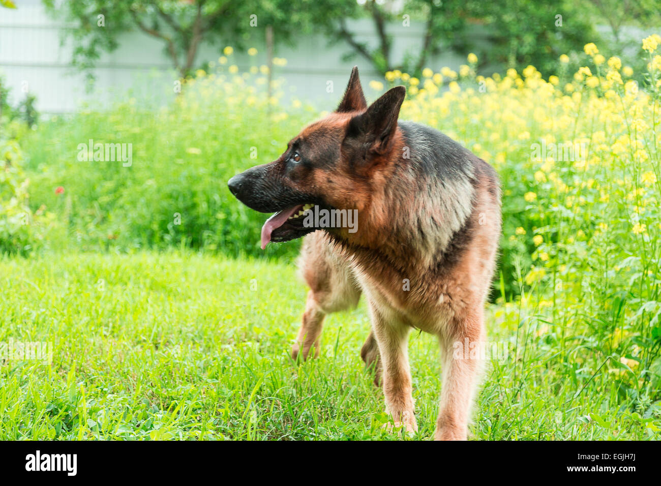 German Shepherd Dog on the green grass Stock Photo - Alamy