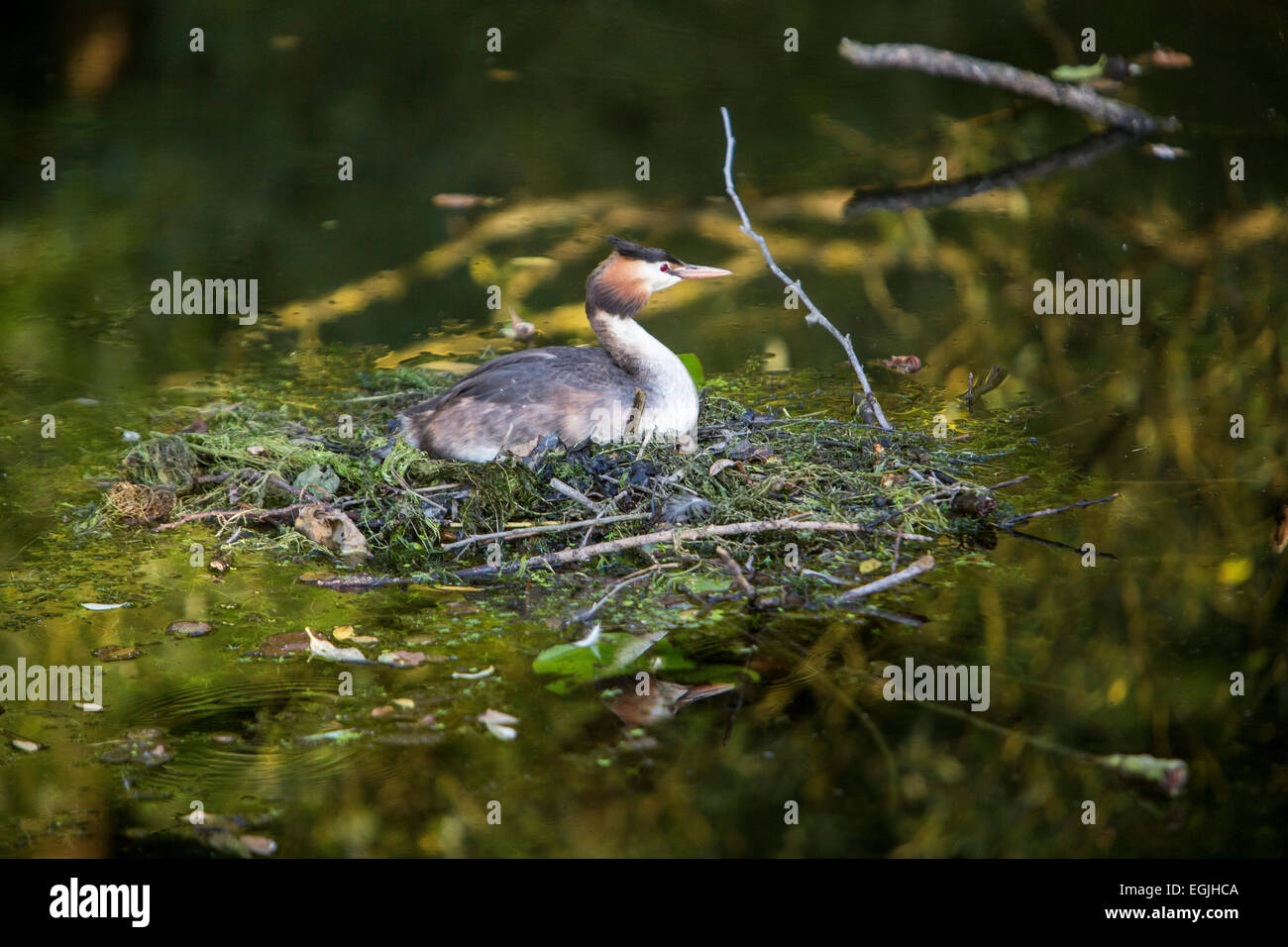Podiceps cristatus nest hi-res stock photography and images - Alamy