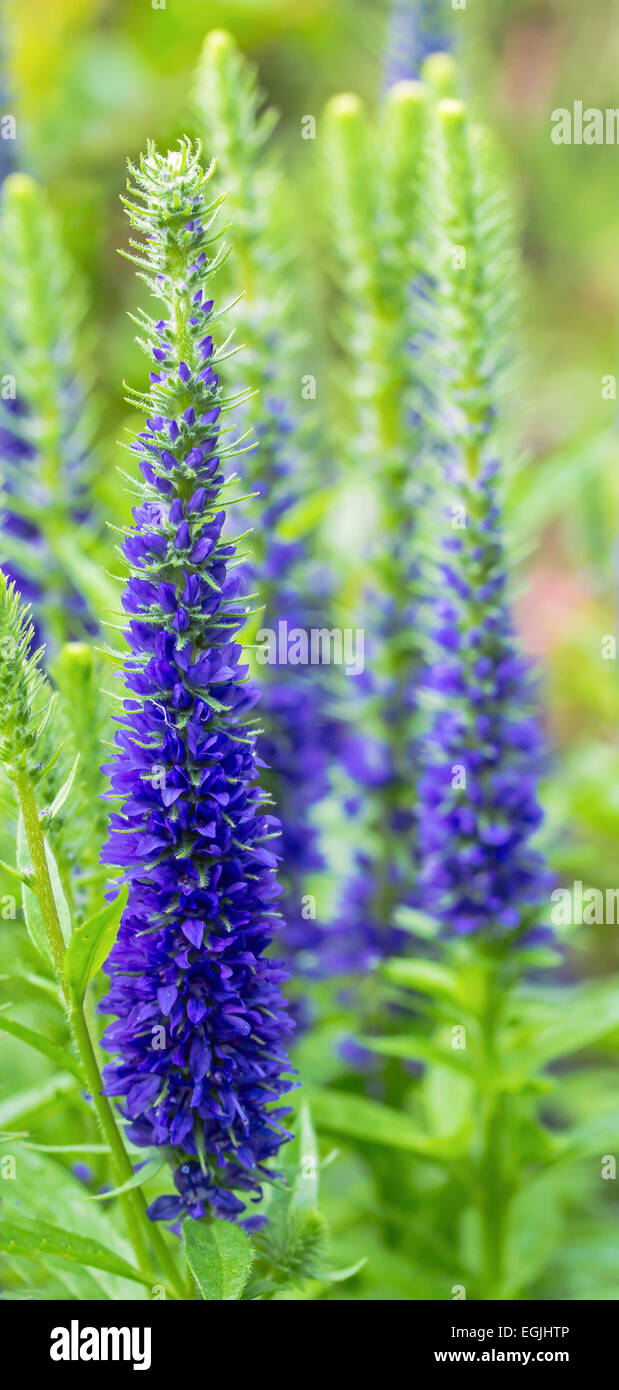 Spikes of blue Speedwell in a garden Stock Photo - Alamy