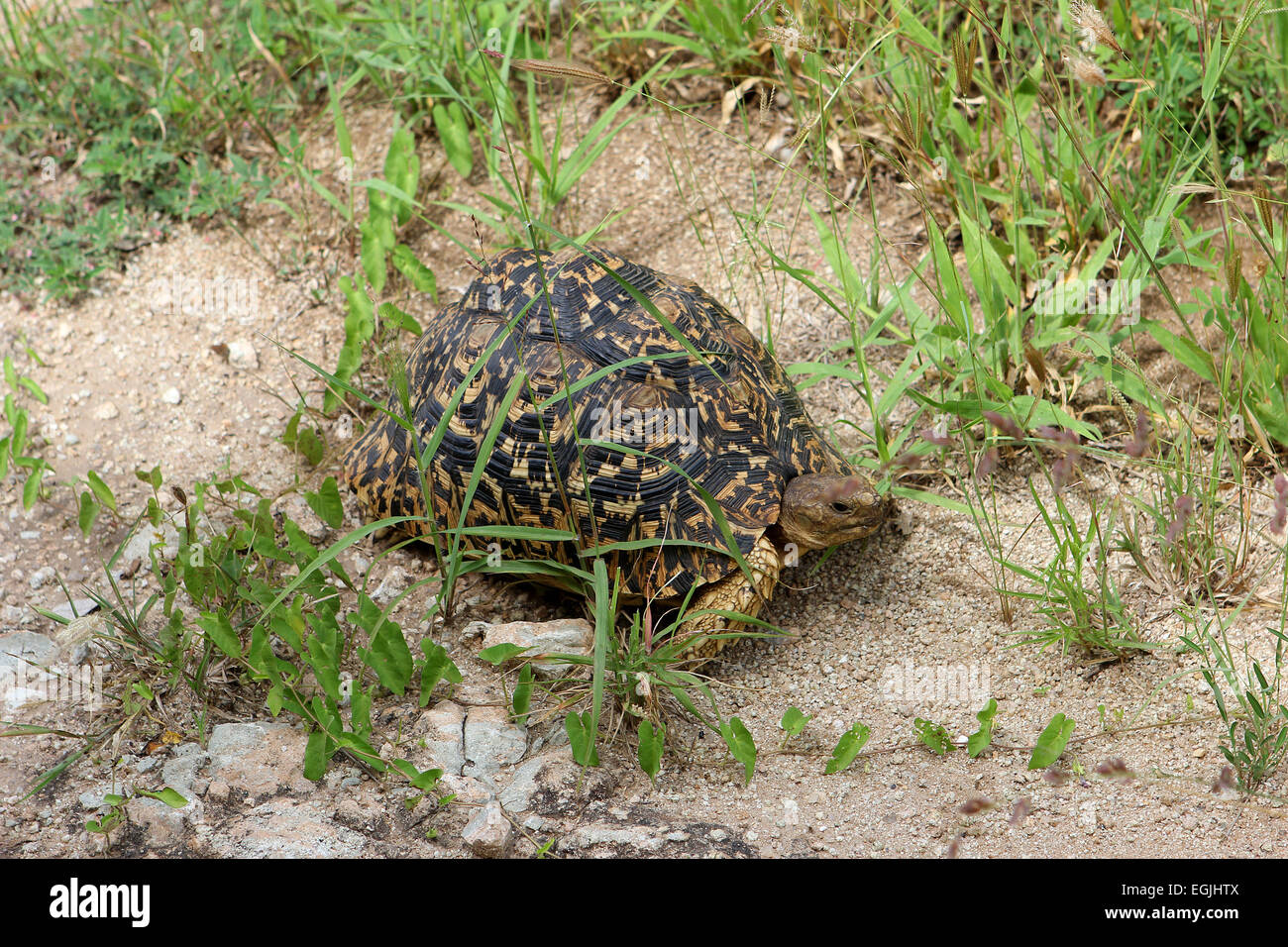 Turtle safari hi-res stock photography and images - Alamy