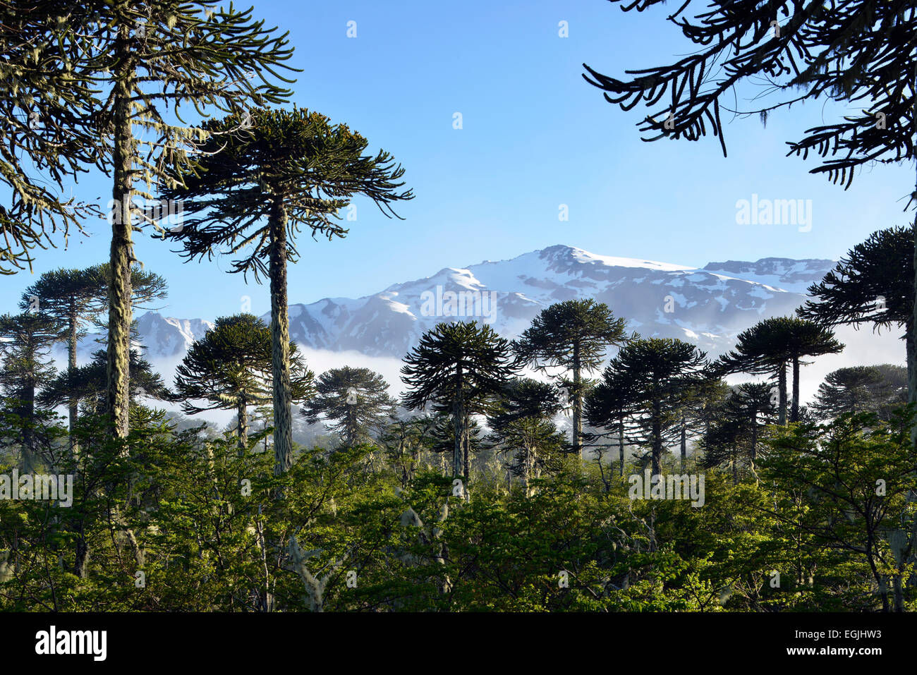 Monkey puzzle trees hi-res stock photography and images - Alamy