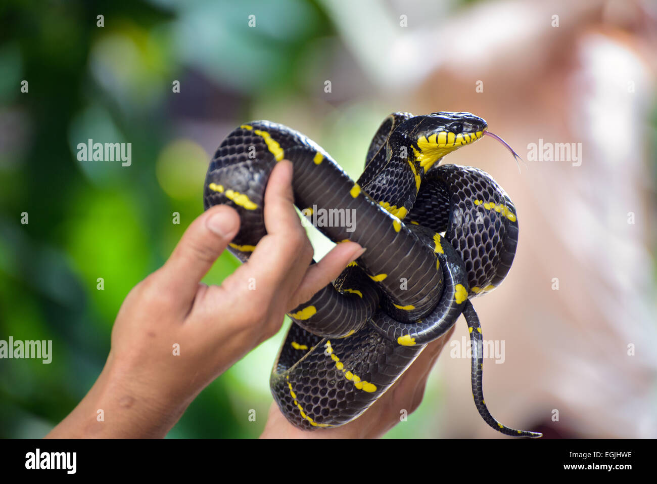Black Mangrove Snake