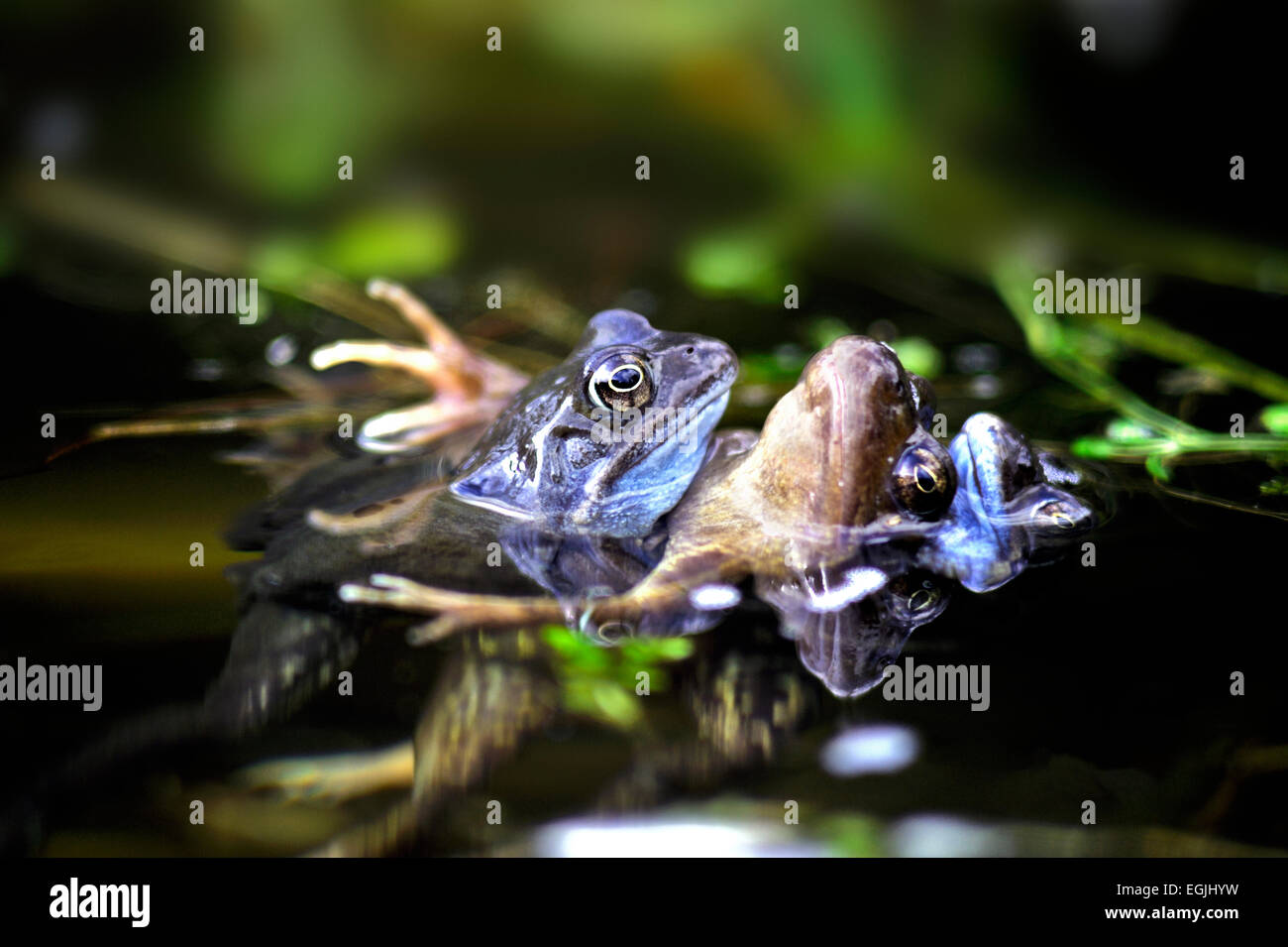 common frogs mating Rana temporaria Stock Photo - Alamy