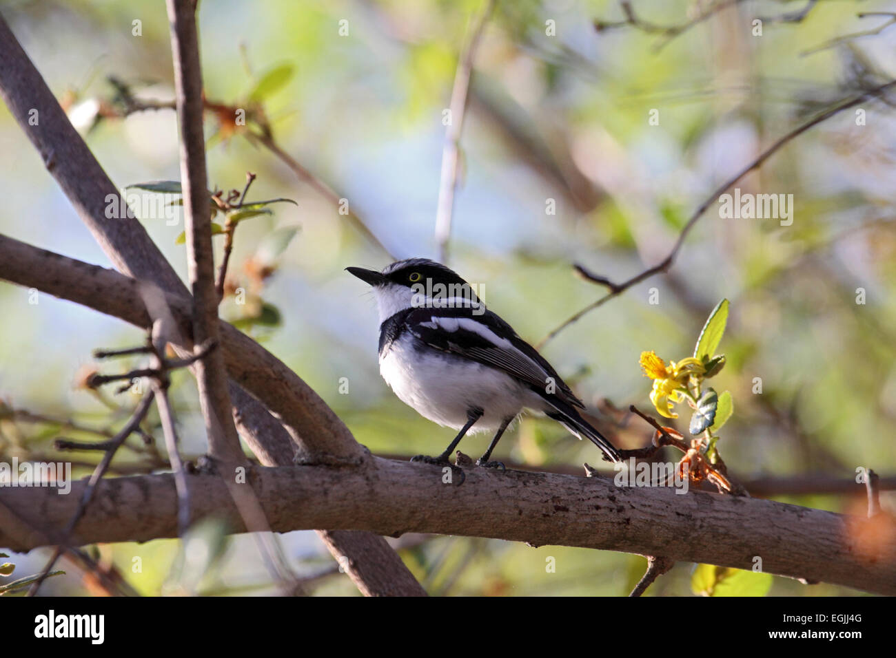 Chinspot Batis perched on branch of tree in South Africa Stock Photo ...