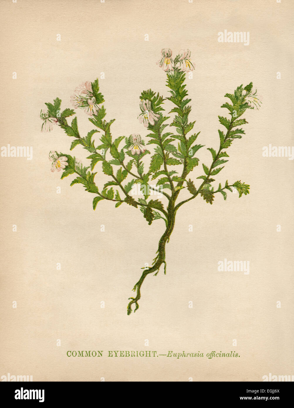 Common Eyebright (Euphrasia officinalis) chromolithograph Artist: Anne ...