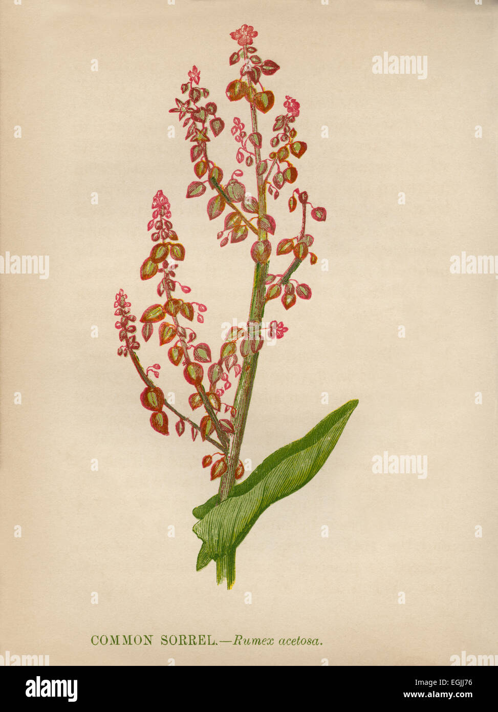 Rumex acetosa illustration hi-res stock photography and images - Alamy