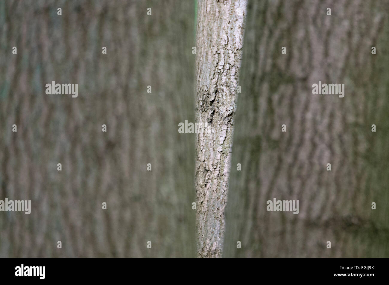Ash tree trunks (fraxinus excelsior Stock Photo - Alamy