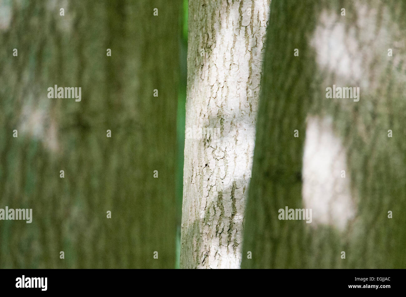 Ash tree trunks (fraxinus excelsior Stock Photo - Alamy