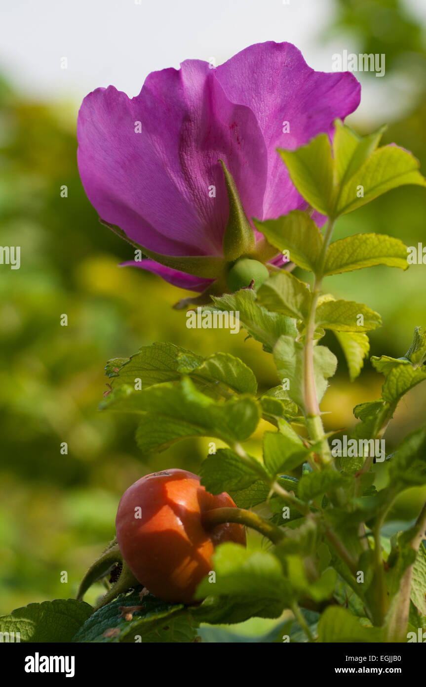 Rose flower (rosa spp) with seed head Stock Photo - Alamy