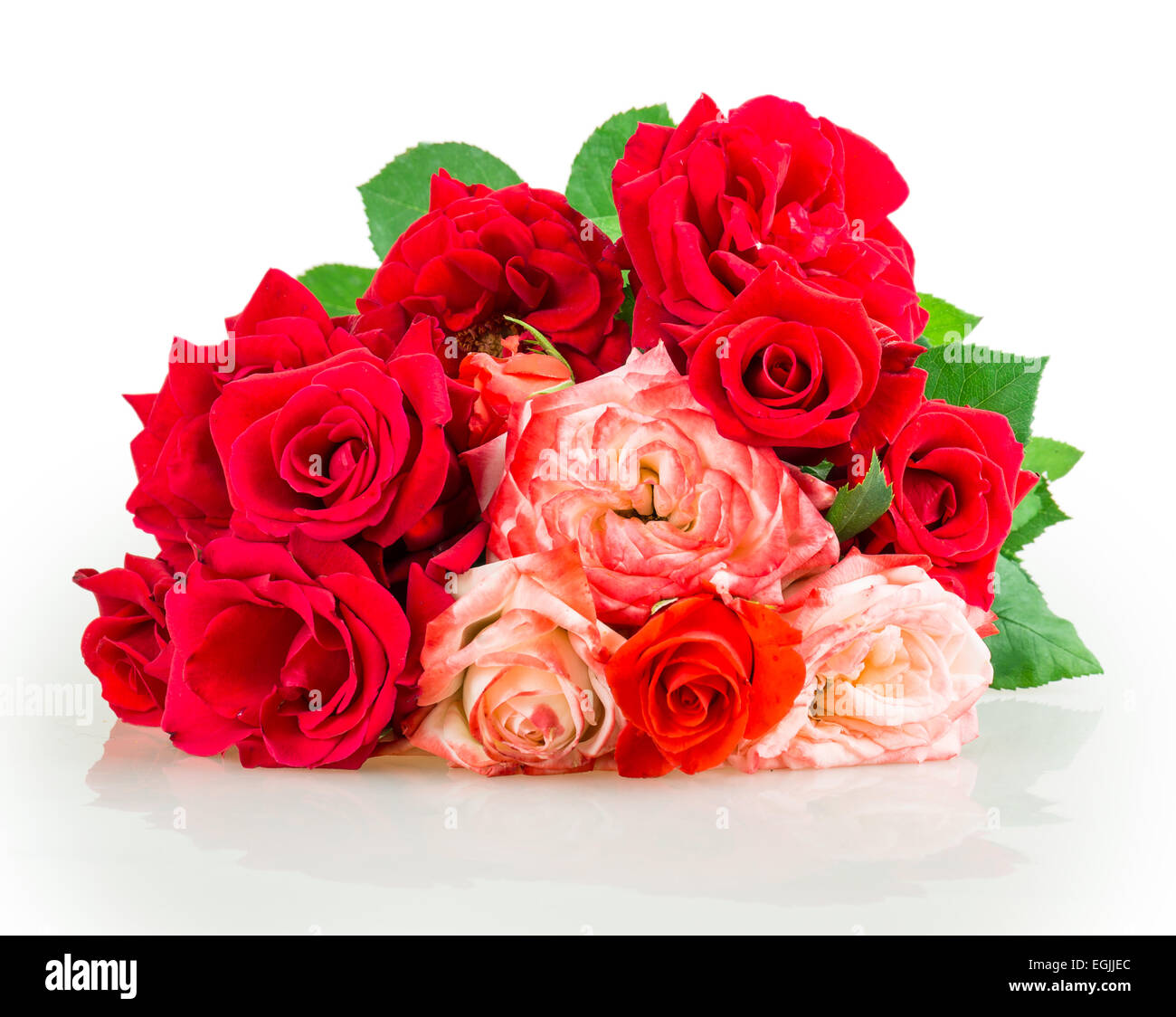 rose isolated on white background Stock Photo - Alamy
