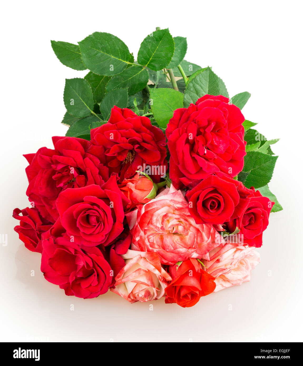 rose isolated on white background Stock Photo - Alamy