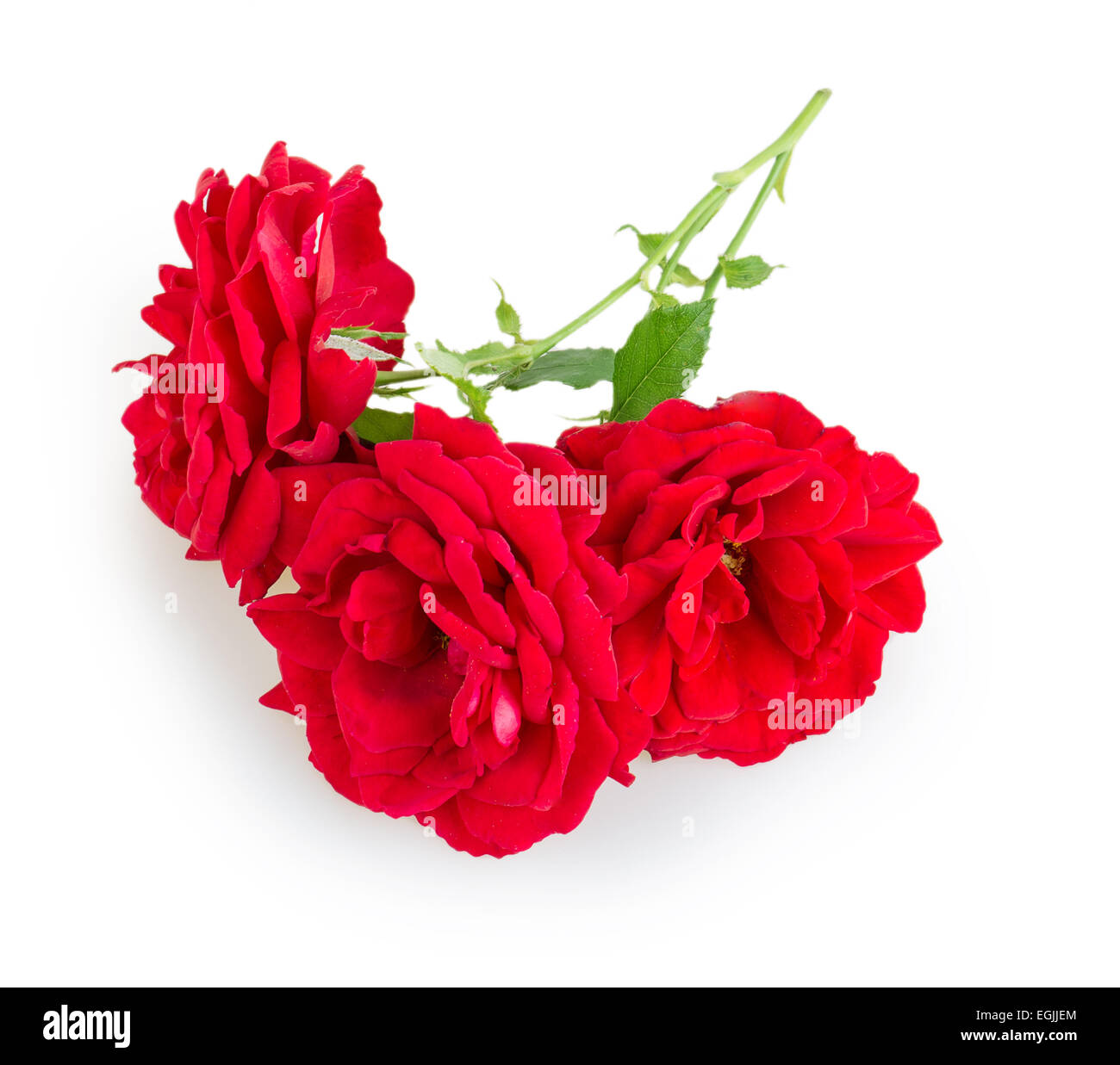 rose isolated on white background Stock Photo - Alamy