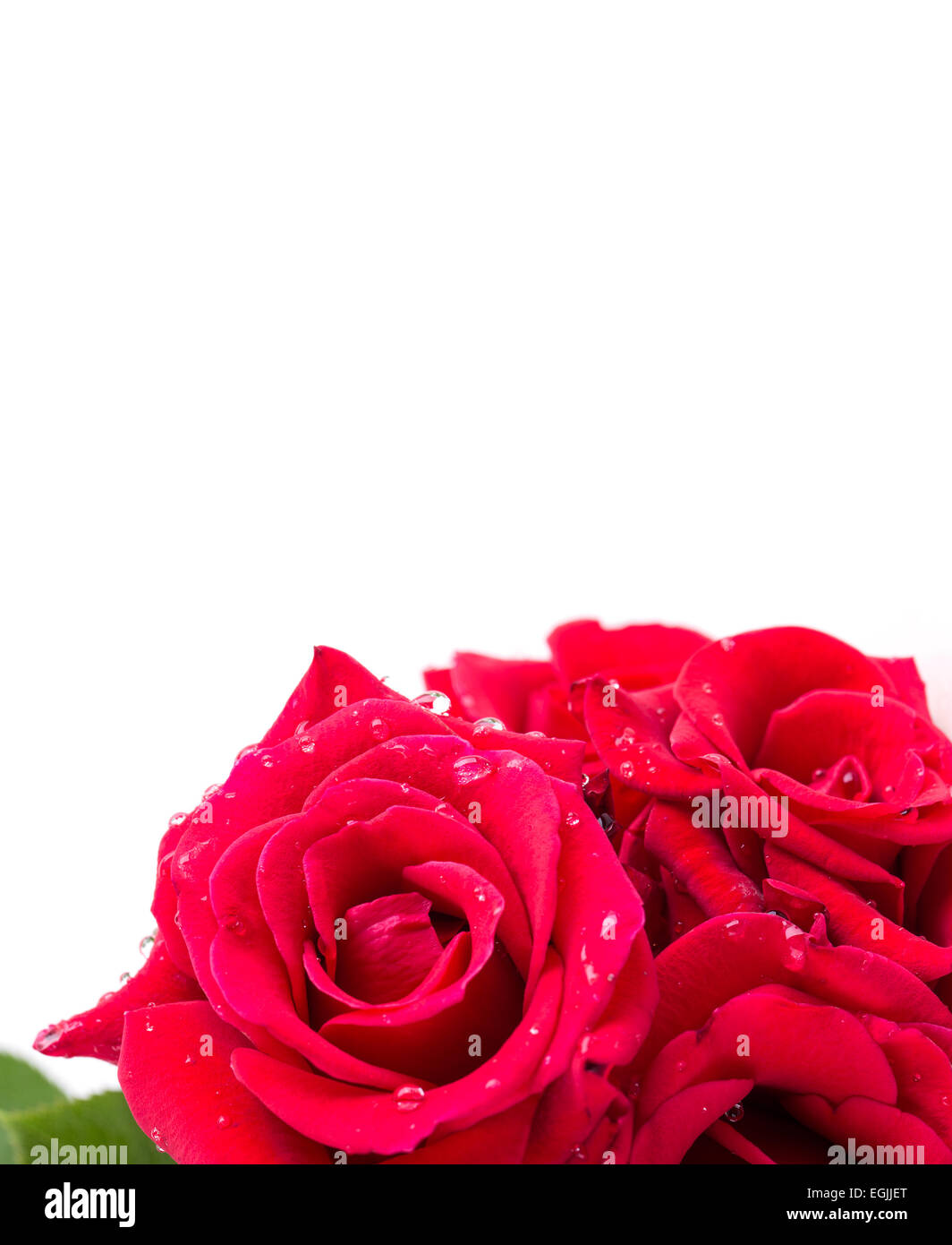 rose isolated on white background Stock Photo - Alamy