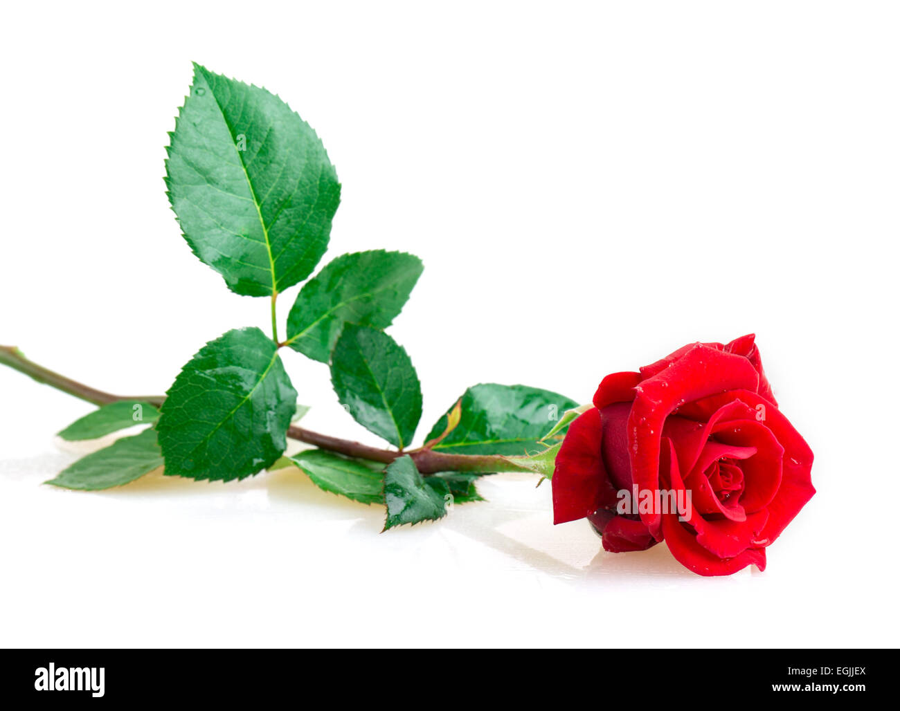 rose isolated on white background Stock Photo - Alamy