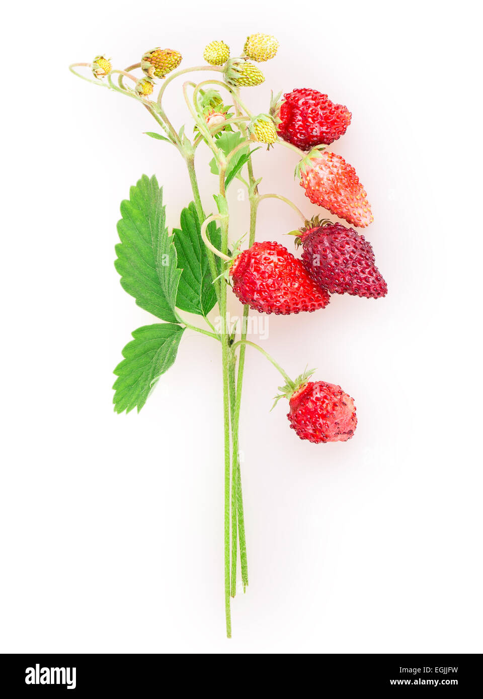 strawberry isolated on white background Stock Photo - Alamy
