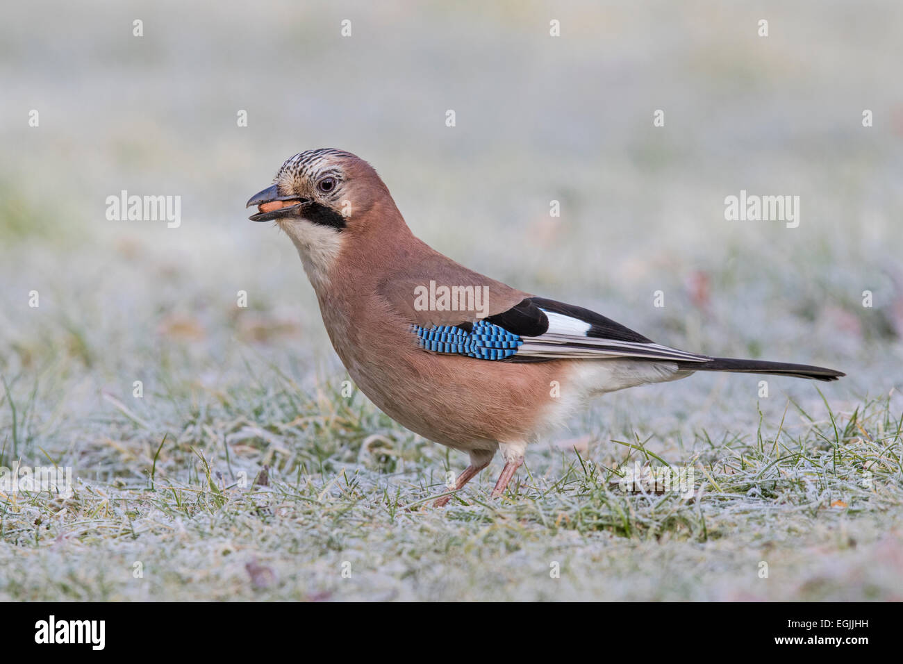 Jay bird uk garden hi-res stock photography and images - Alamy