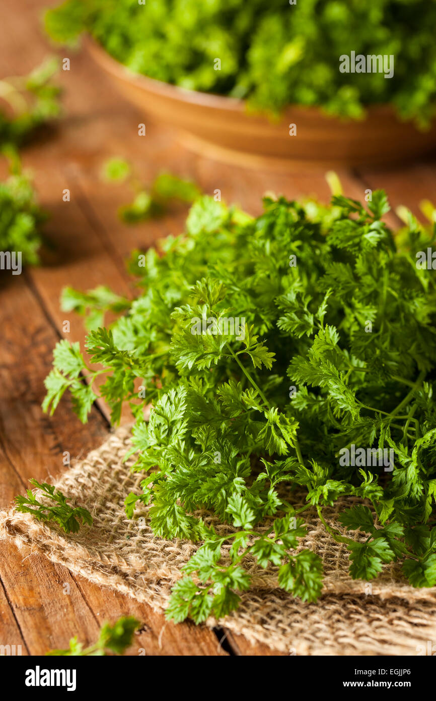 Raw Organic French Parsley Chervil on a Background Stock Photo - Alamy