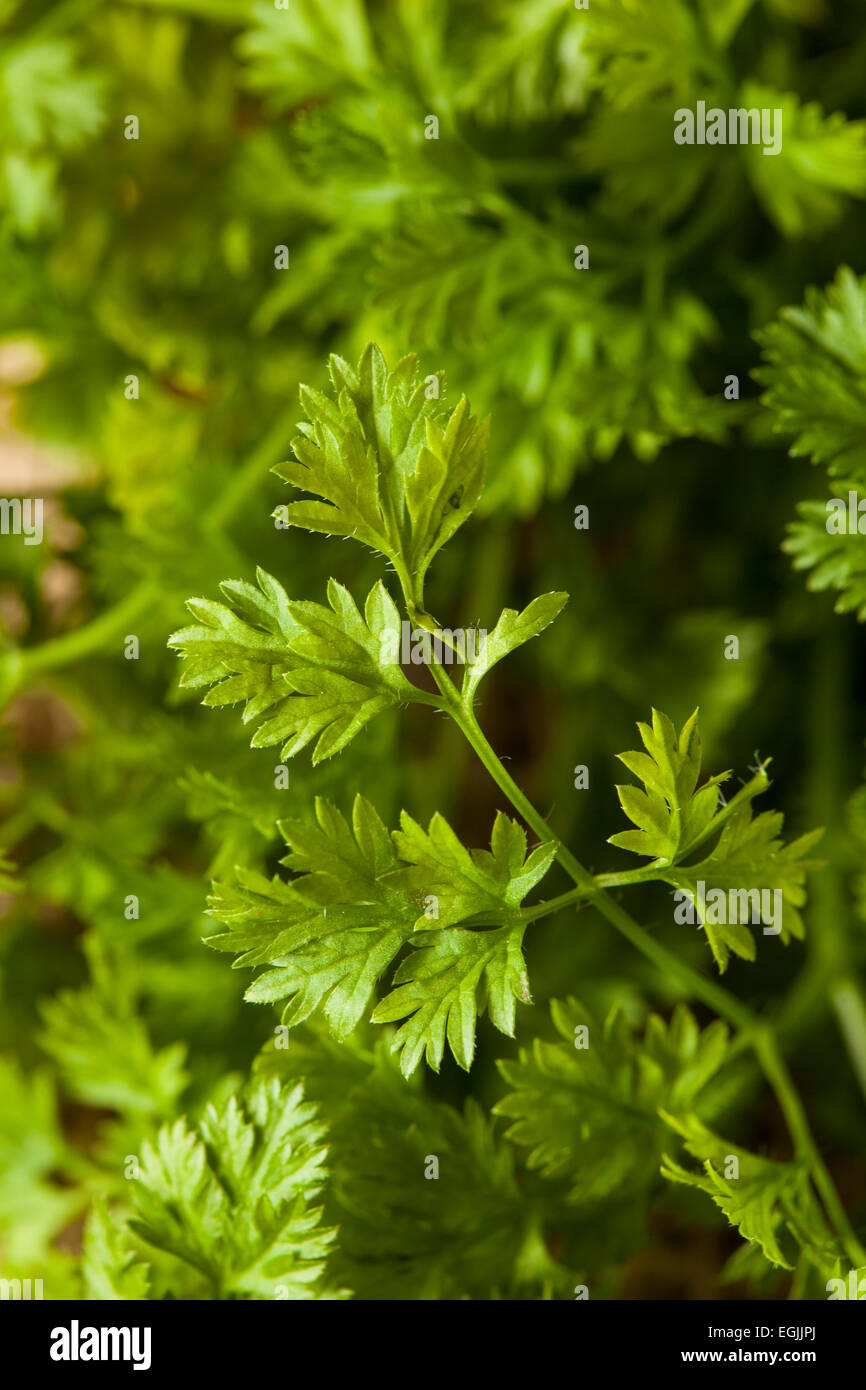 Raw Organic French Parsley Chervil on a Background Stock Photo - Alamy