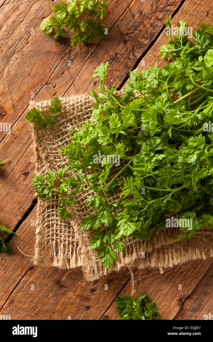 Raw Organic French Parsley Chervil on a Background Stock Photo - Alamy