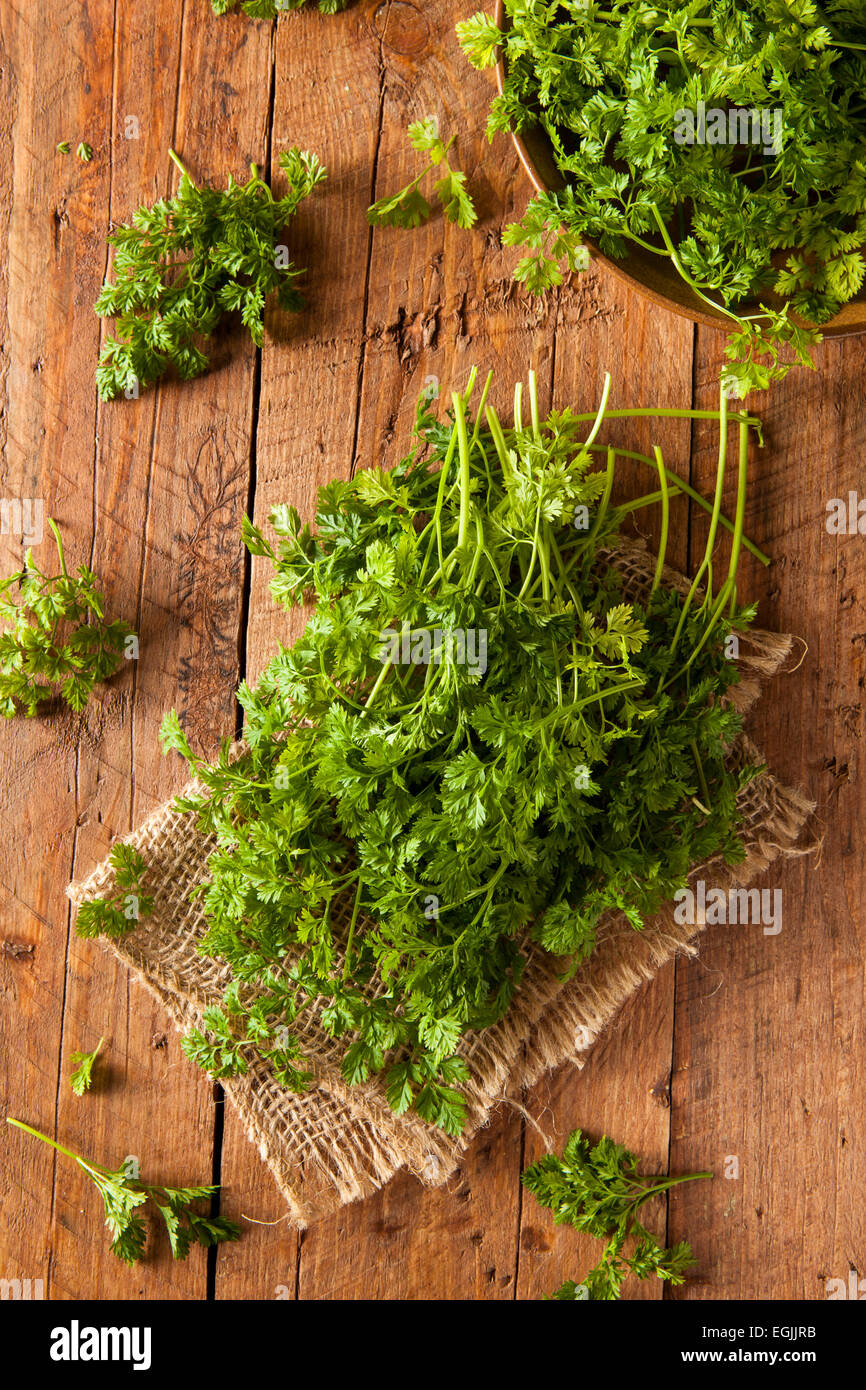 Raw Organic French Parsley Chervil on a Background Stock Photo - Alamy
