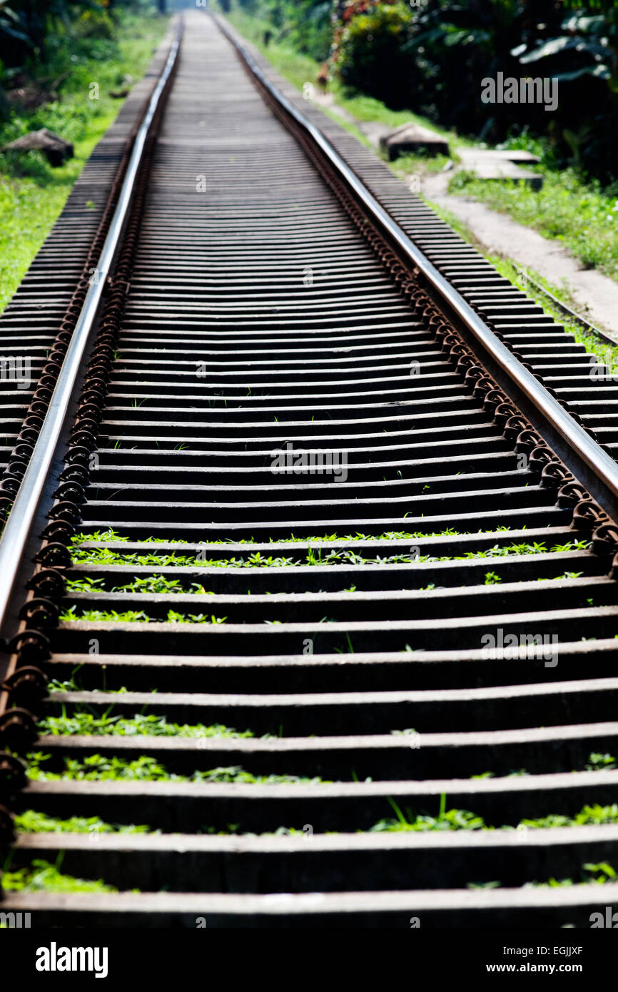 Railway tracks in jungle Stock Photo - Alamy