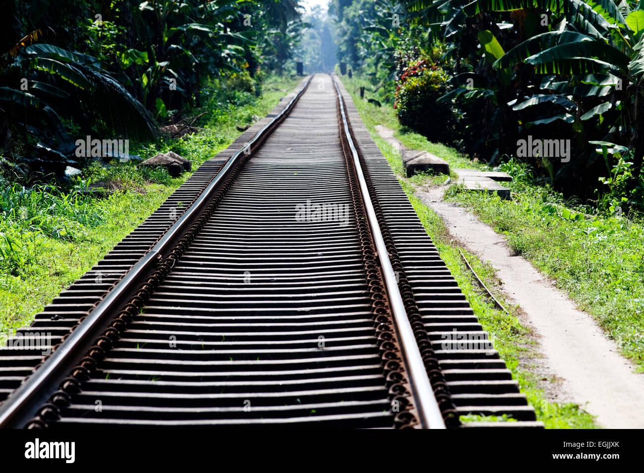 Railway tracks in jungle hi-res stock photography and images - Alamy