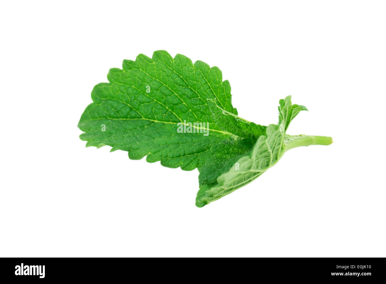 mint, lemon balm isolated on white background Stock Photo - Alamy