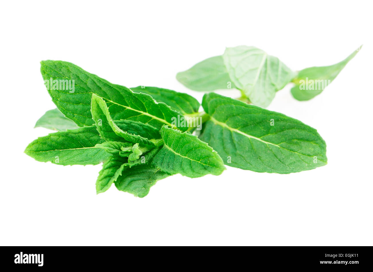 mint, lemon balm isolated on white background Stock Photo - Alamy
