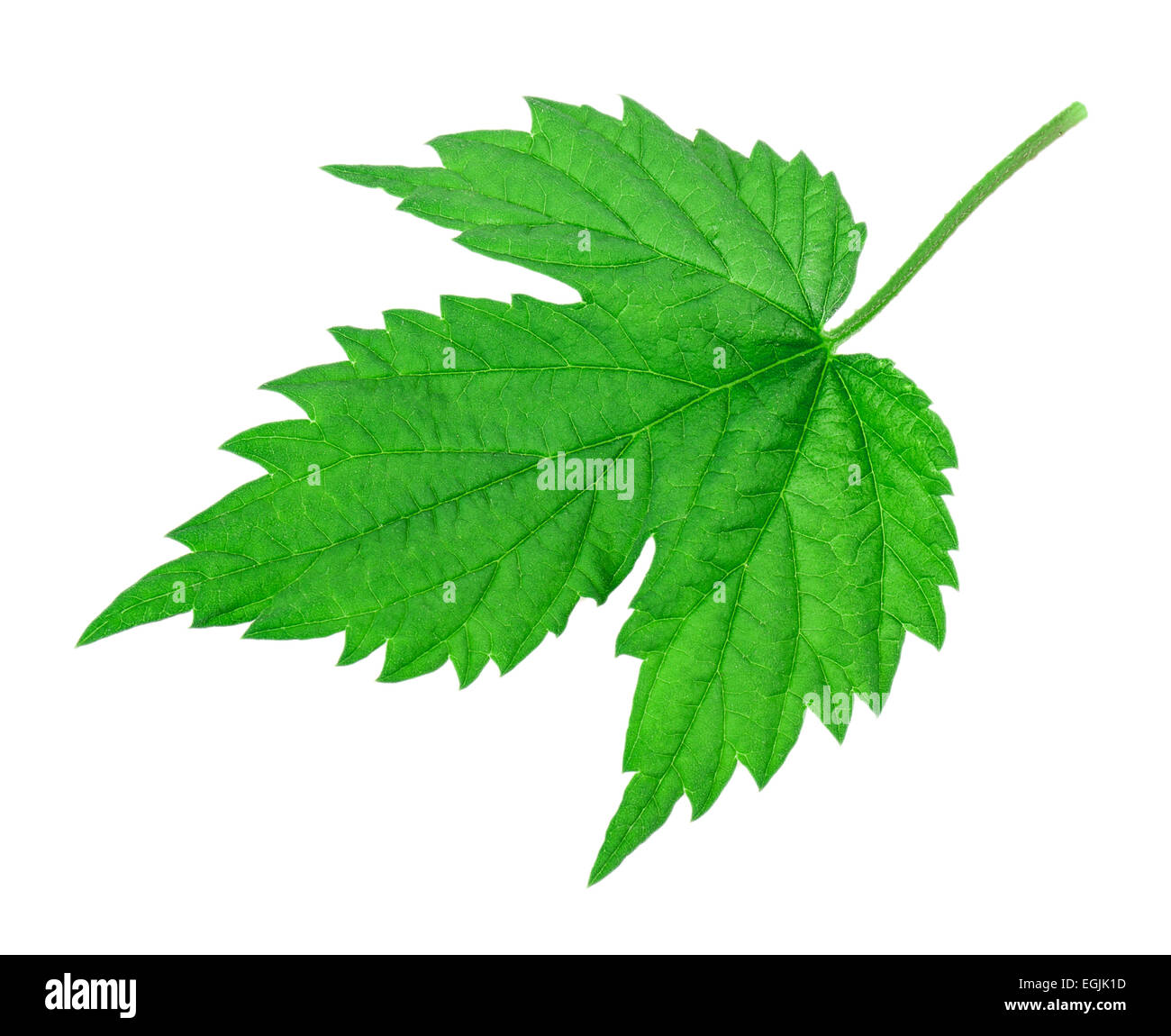 raspberry leaf isolated on white background Stock Photo - Alamy