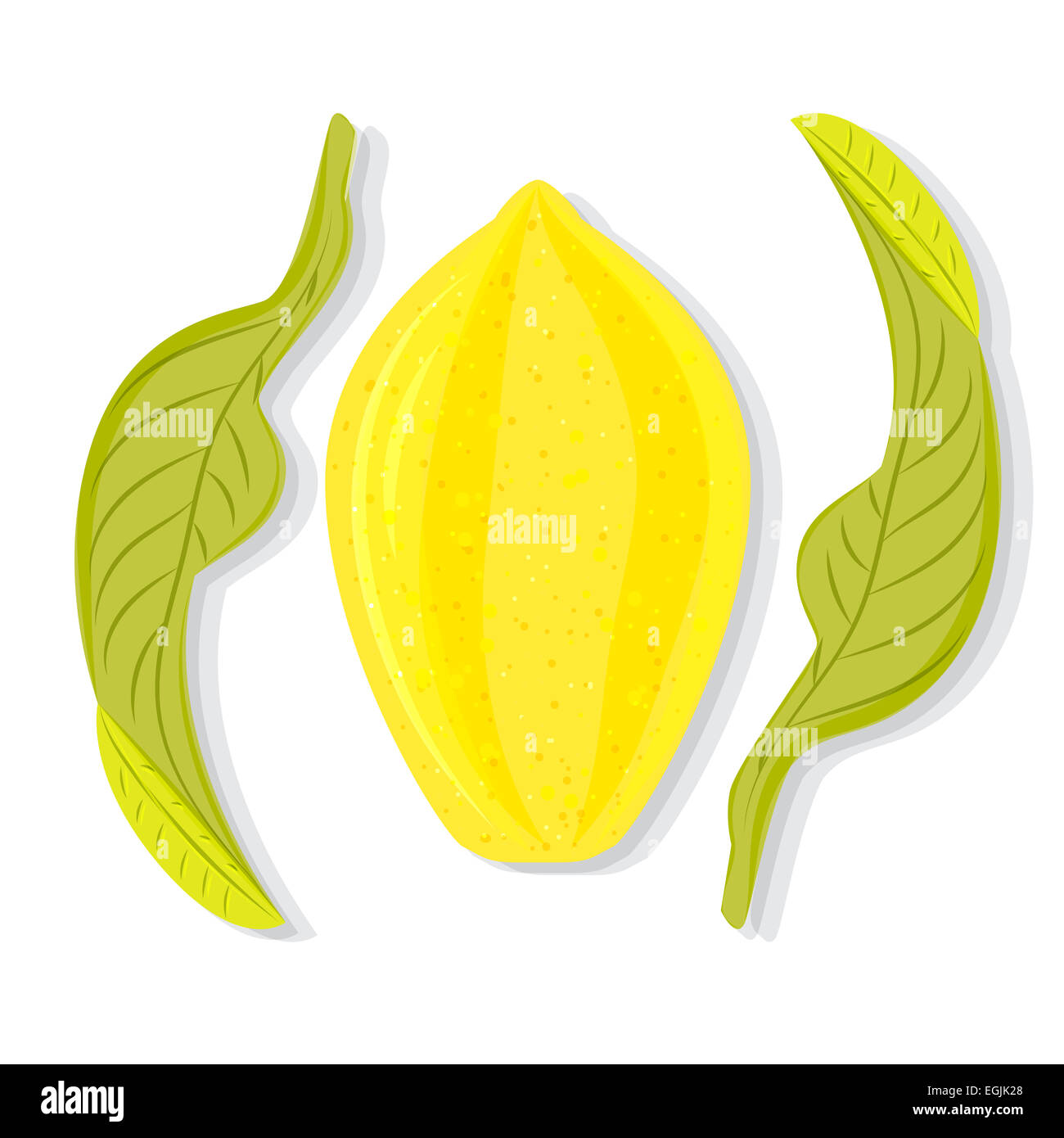 Whole lemon fruit and leaves a side view Stock Photo - Alamy