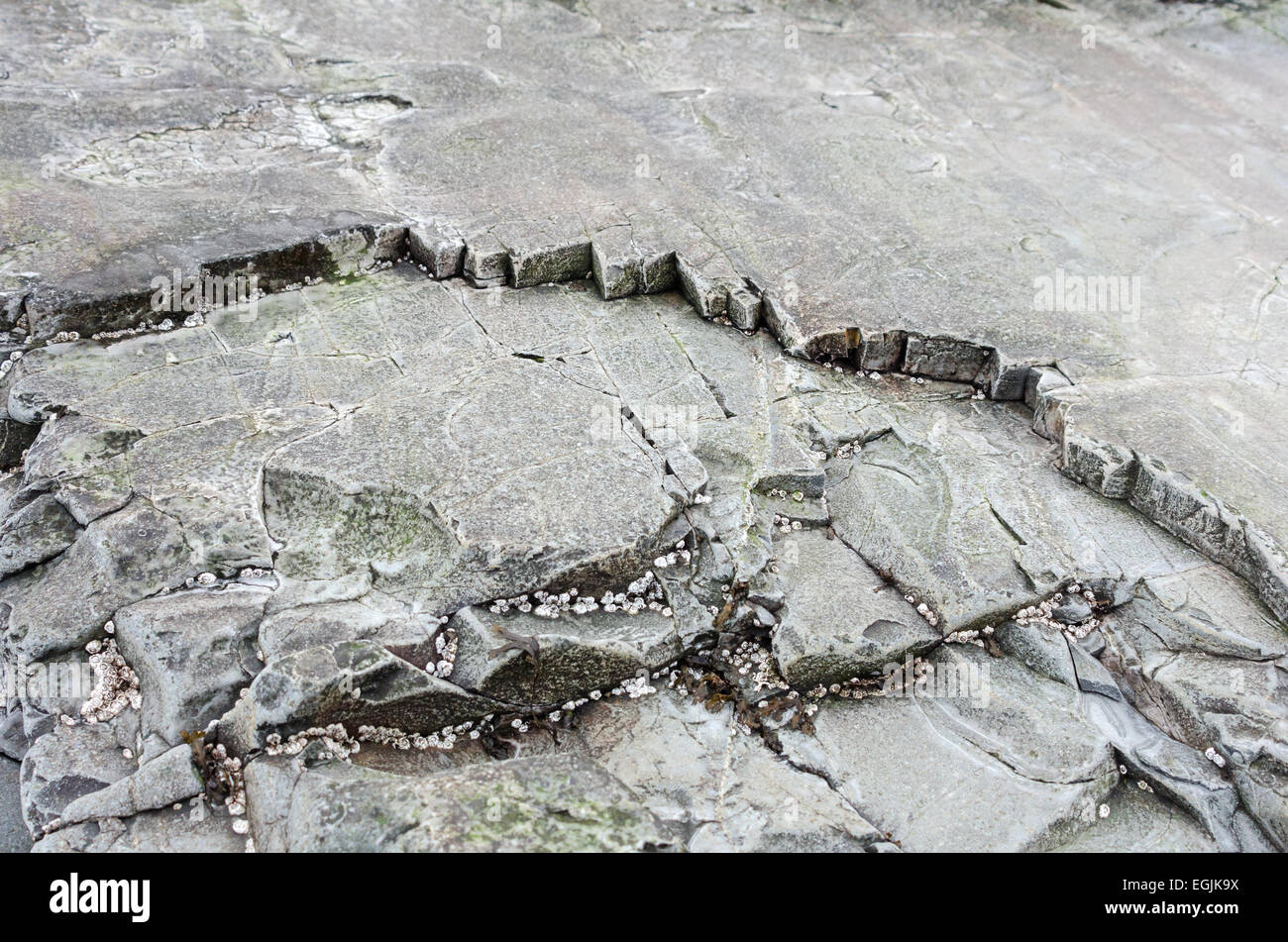 Shattered ledges of Bar Harbor Formation stone along the Shore Path ...