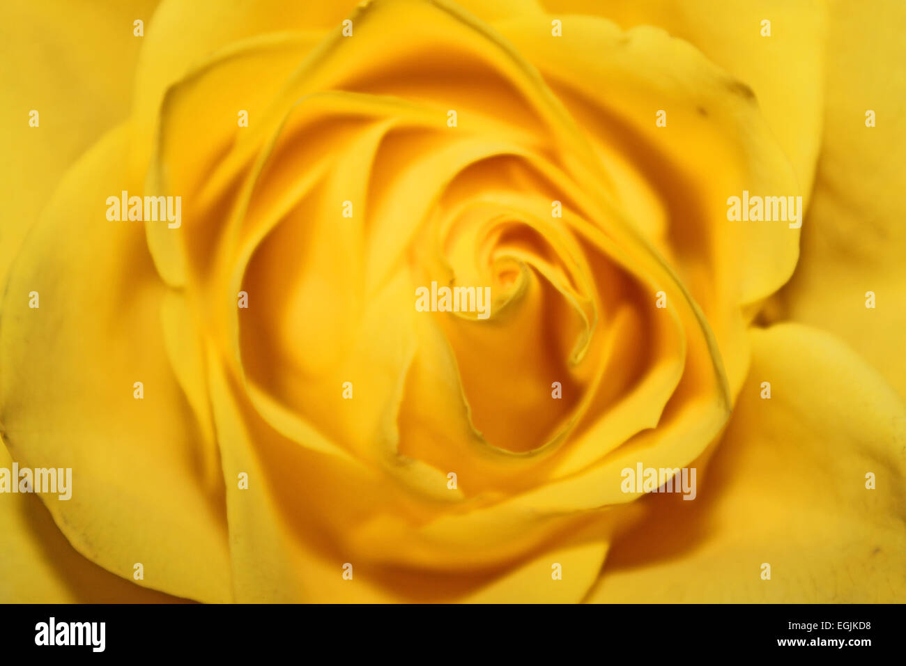 Delightful yellow rose Stock Photo - Alamy