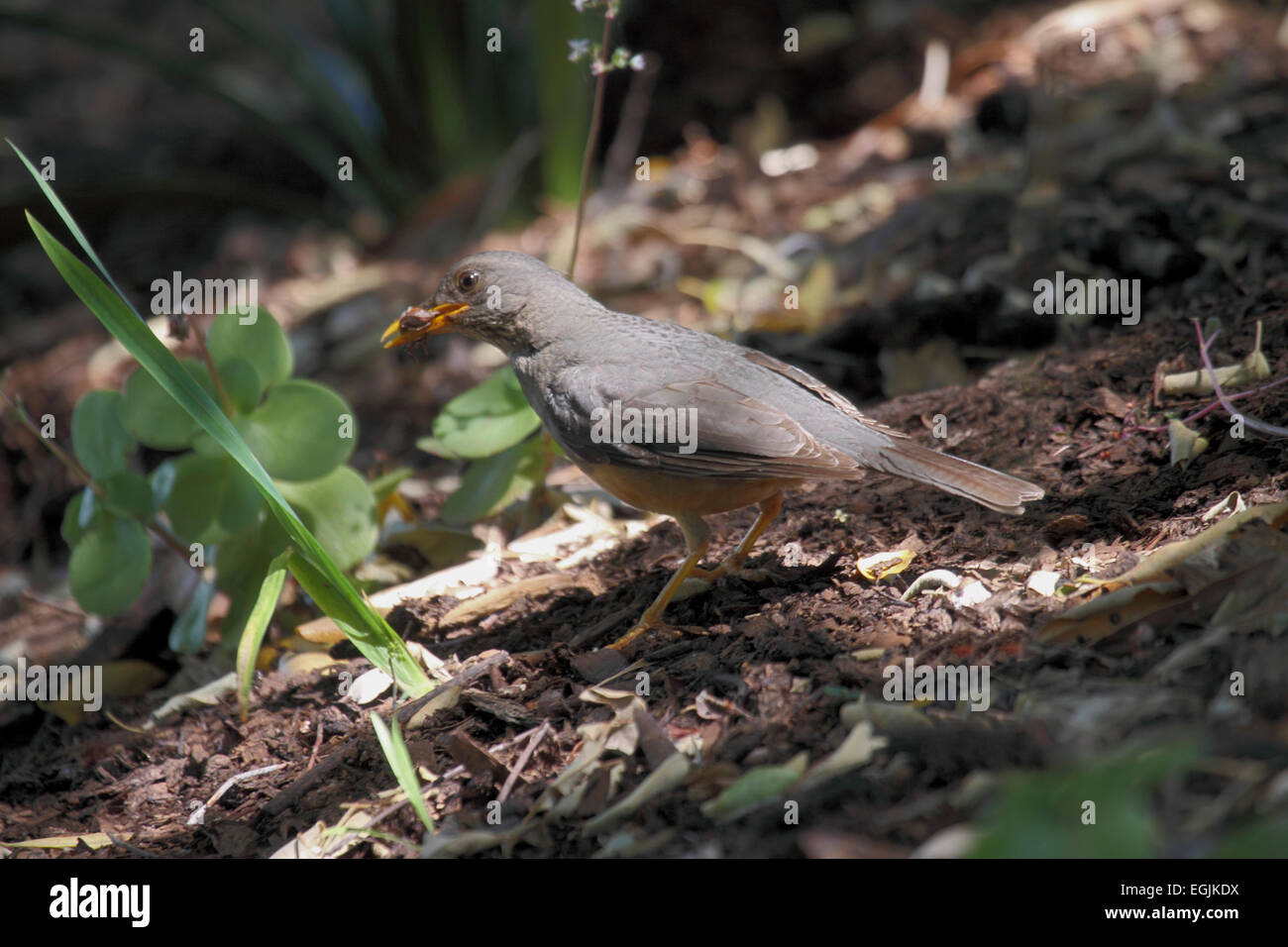 Olive thrush hi-res stock photography and images - Alamy