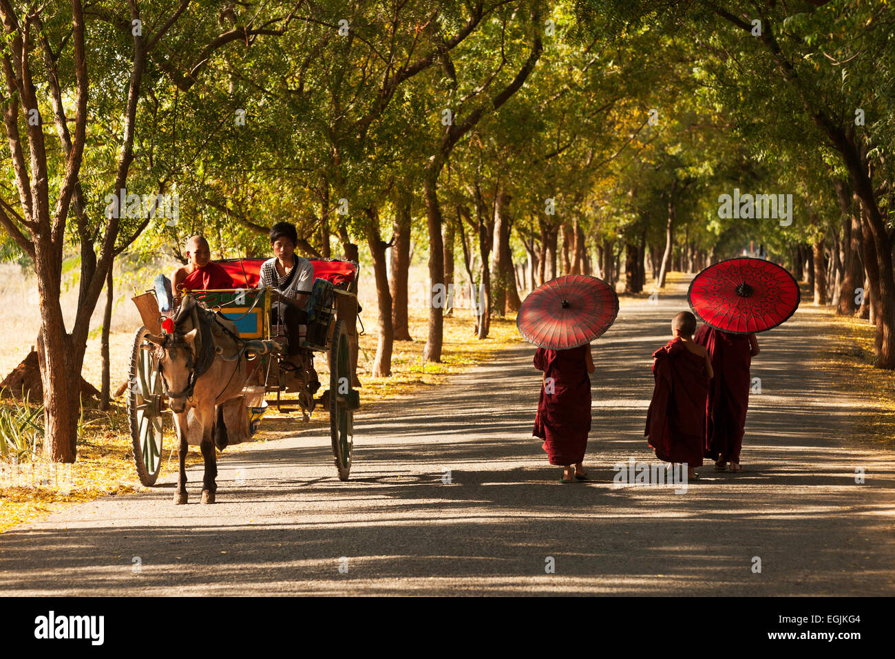 Young buddhist monks and a bullock cart on a road in Bagan, Myanmar ...