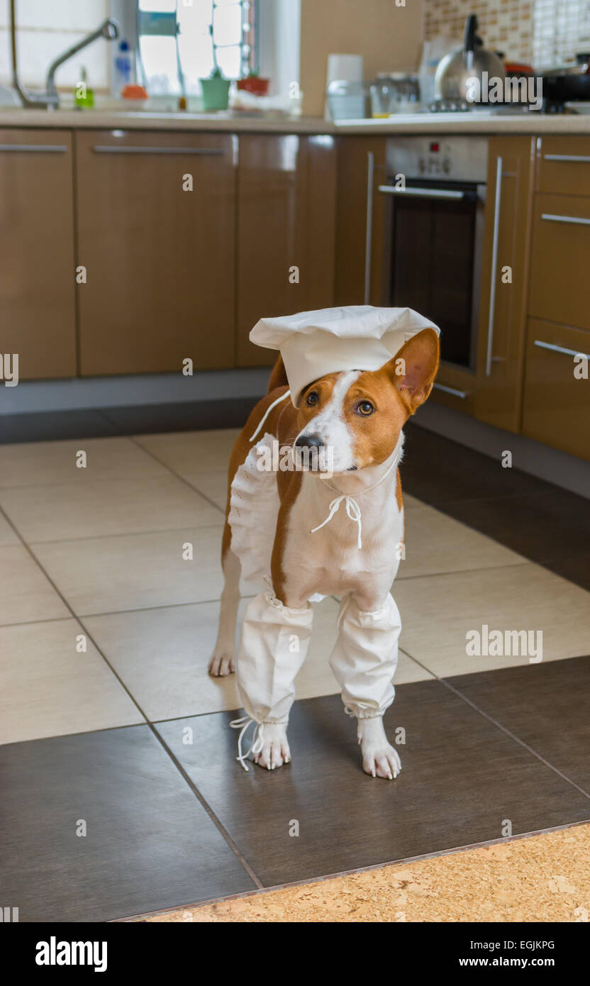 Smart basenji dog is ready to help the master-chef with kitchen work ...