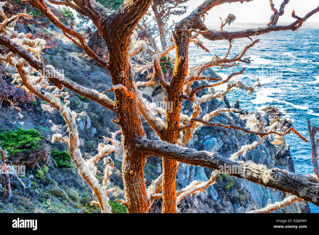 Orange colored lichen growing on Cypress pine trees. Point Lobos State ...