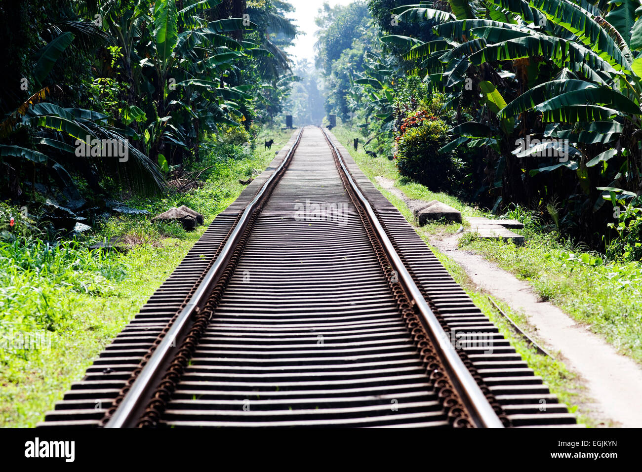 Railway tracks in jungle Stock Photo - Alamy