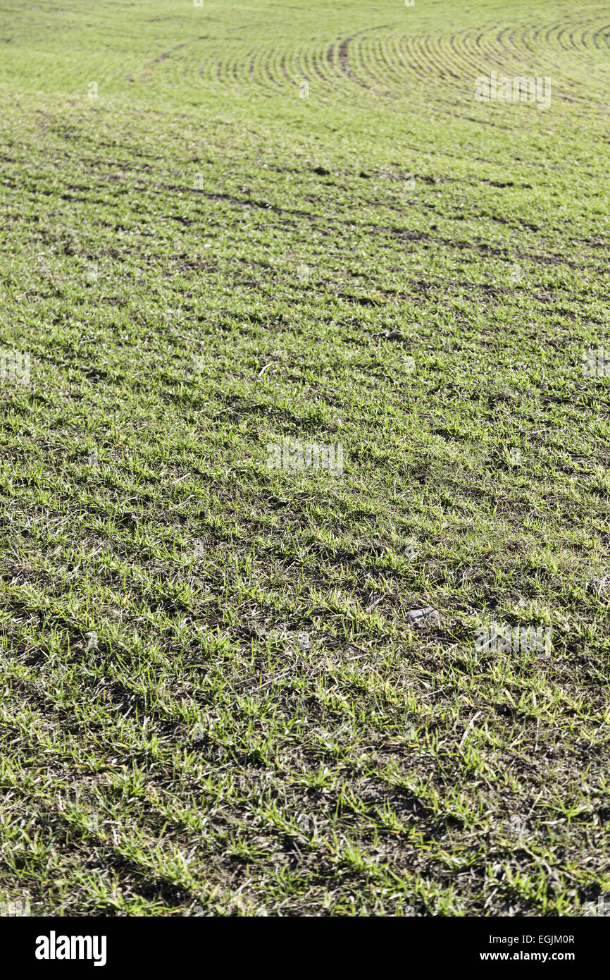 Grass in a field, detail of a field planted with grass, agriculture and ...