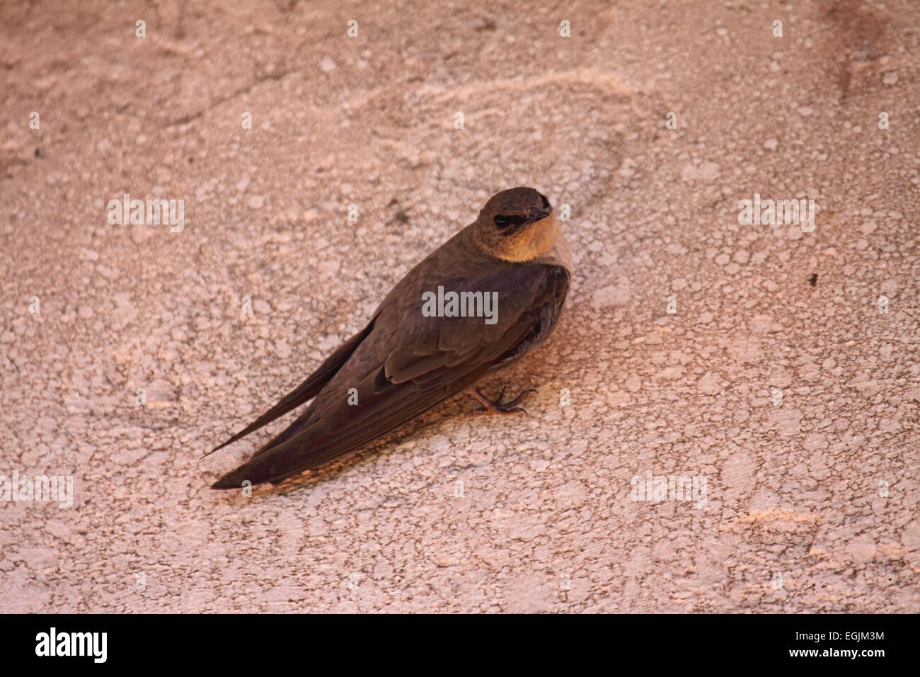 Rock martin on the ground in South Africa Stock Photo - Alamy