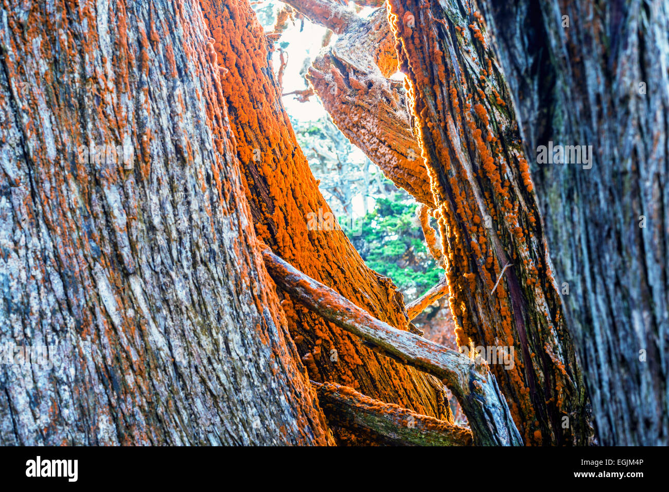 Lichen growing on trees in hi-res stock photography and images - Alamy