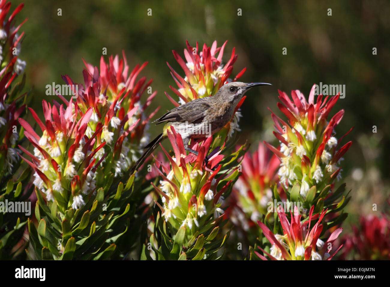Cape sugarbird female feeding at protea in South Africa Stock Photo - Alamy