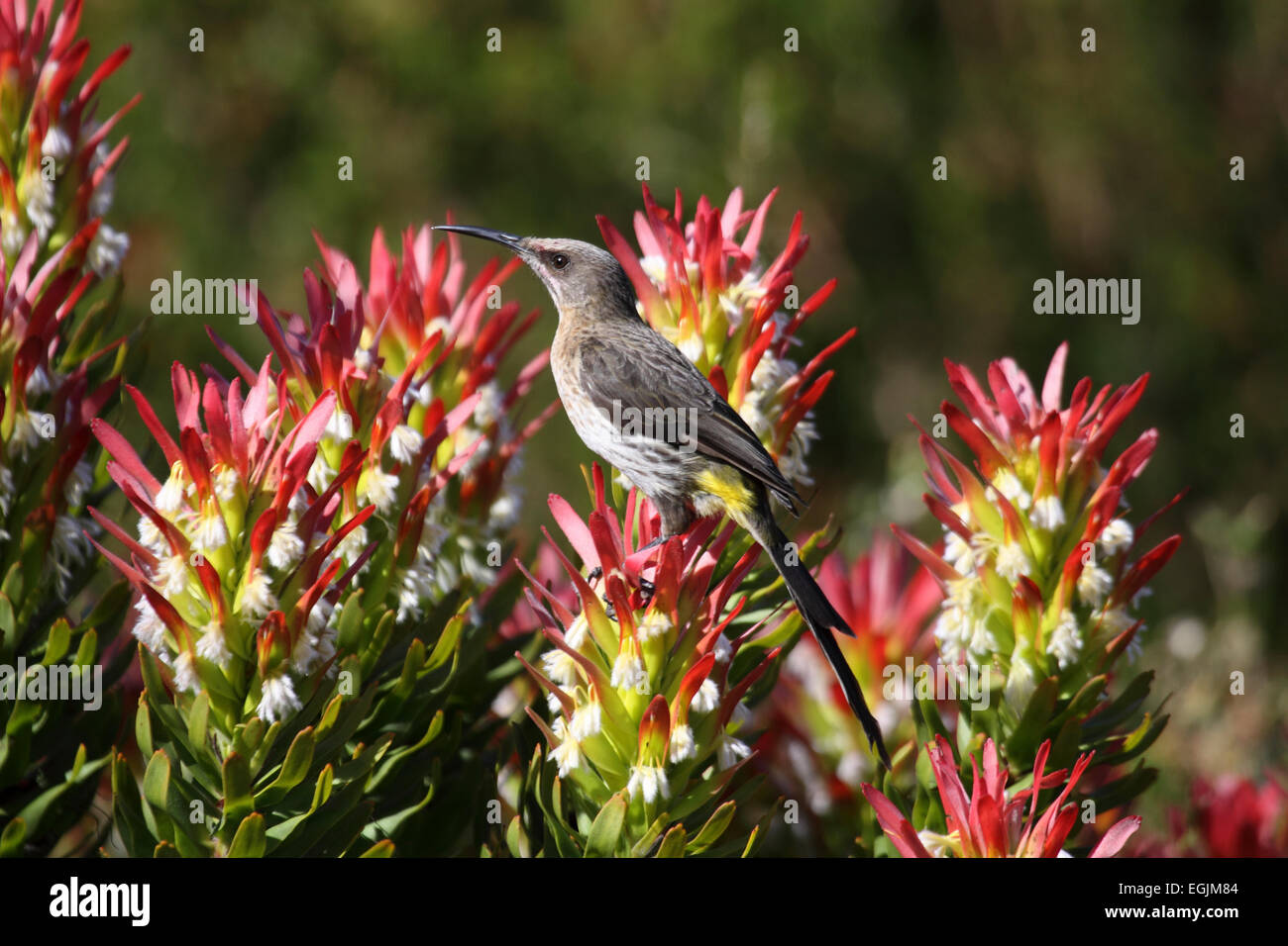 Cape sugarbird female feeding at protea in South Africa Stock Photo - Alamy
