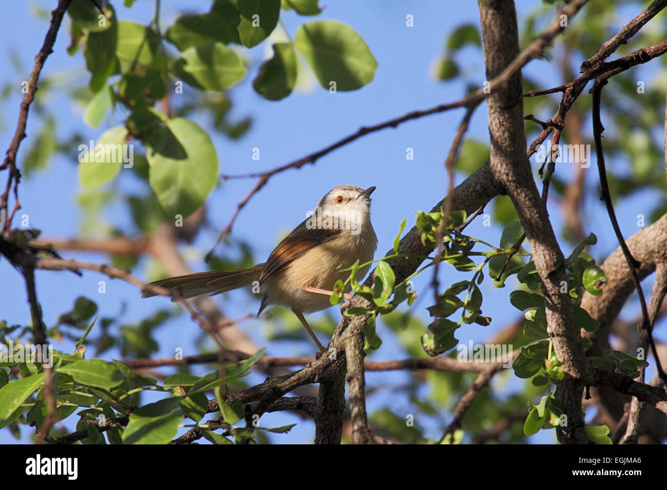 Prinias hi-res stock photography and images - Alamy