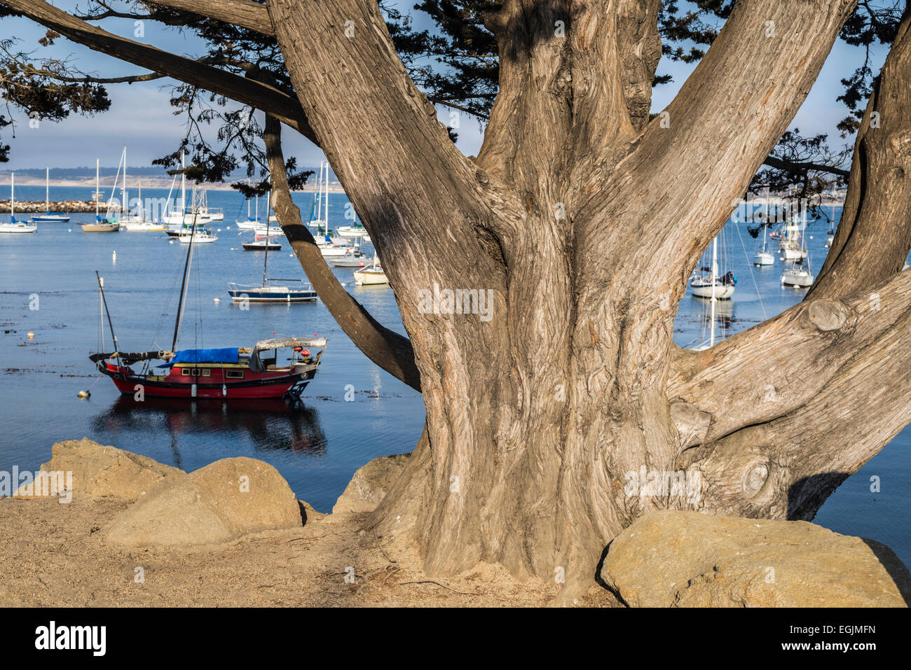 Pine tree along Monterey Bay. Monterey, California, United States Stock ...