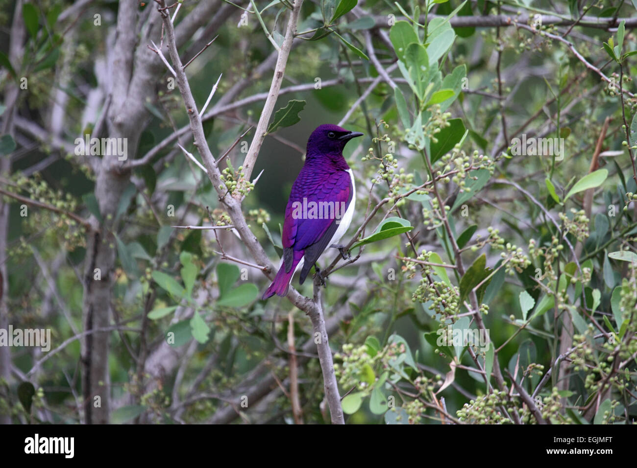 Violet-backed or Plum coloured starling male in tree in South Africa ...