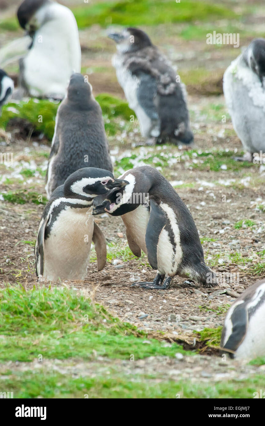 A group of magellan penguins standing on a meadow with two of them ...