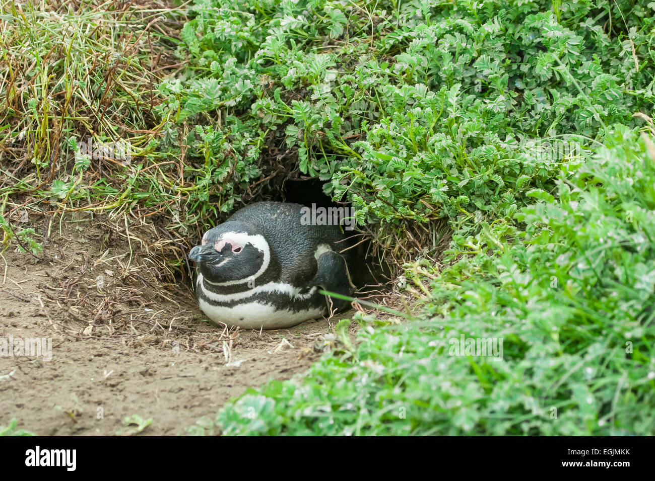 A magellanic penguin lying on the ground in a burrow in Punta Arenas ...