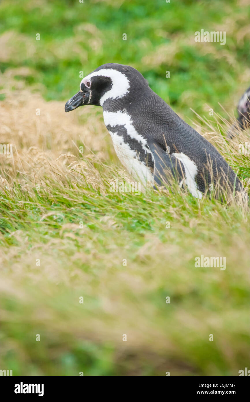 A side view of a magellanic penguin standing in a meadow in Punta ...