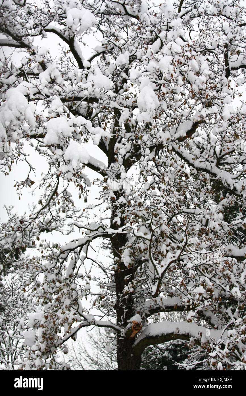 Snow on tree branches Stock Photo - Alamy