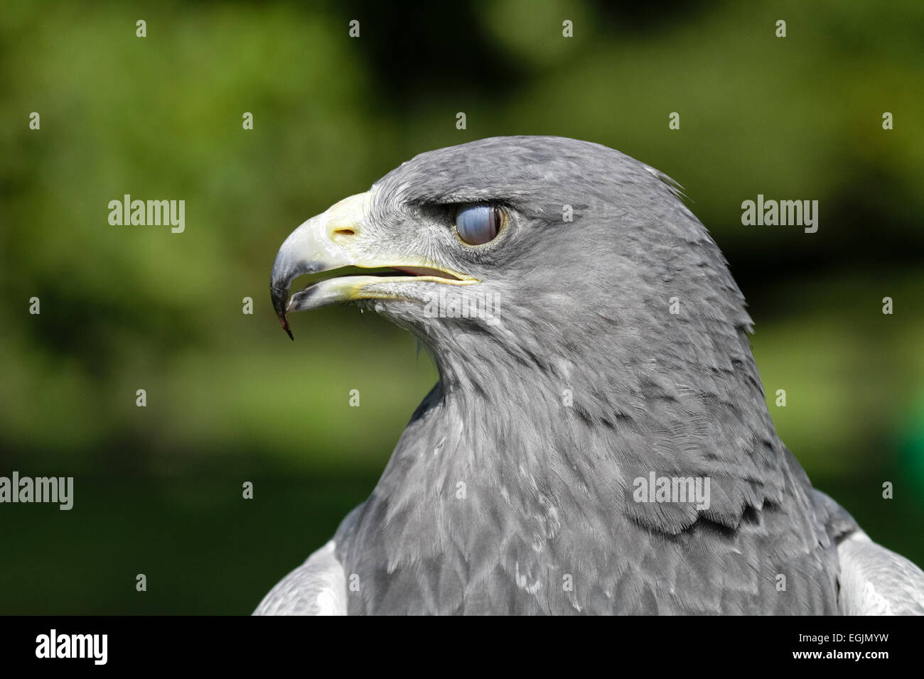 Bird eyelid hi-res stock photography and images - Alamy